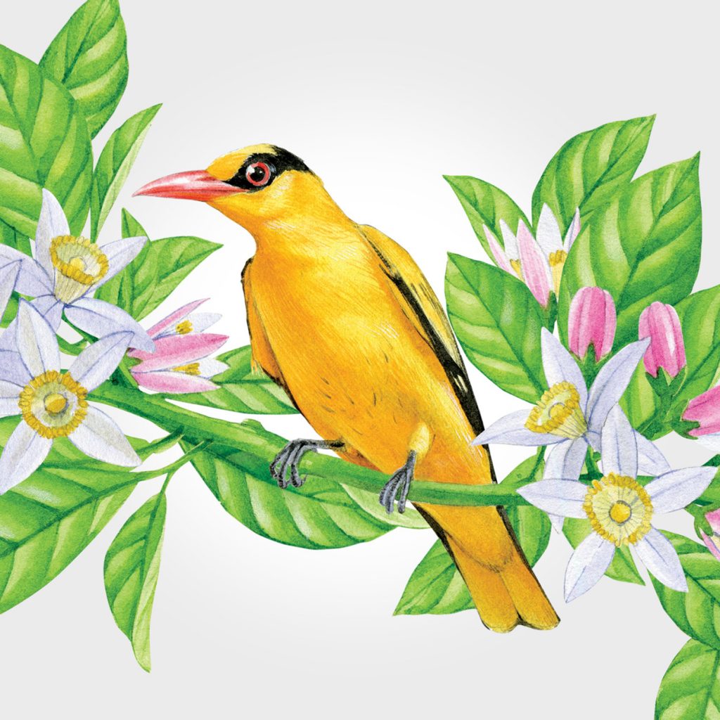 CHIOS GARDENS – ALEXANDROS PAPALEXIS DESIGN